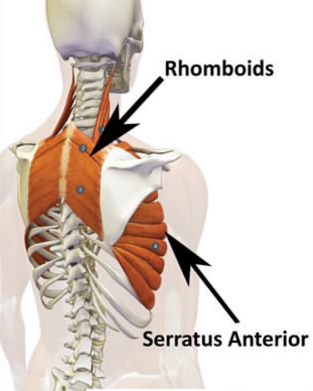 Exercise to Cure Serratus Anterior AMNESIA — powerDOJO